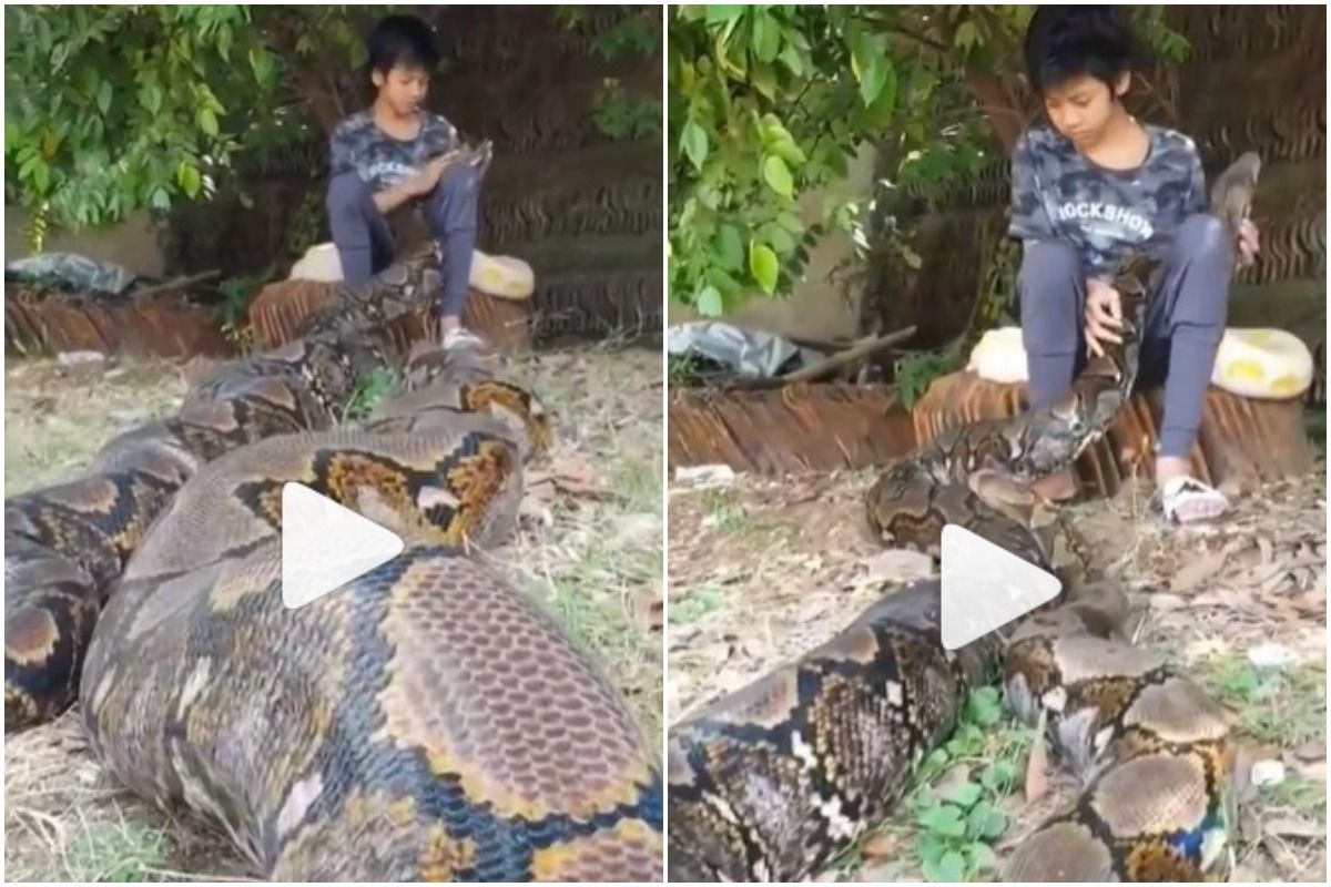 Azgar Ka Video: लड़के के सामने पड़ गए दो विशालकाय अजगर, फिर जो दिखा ...