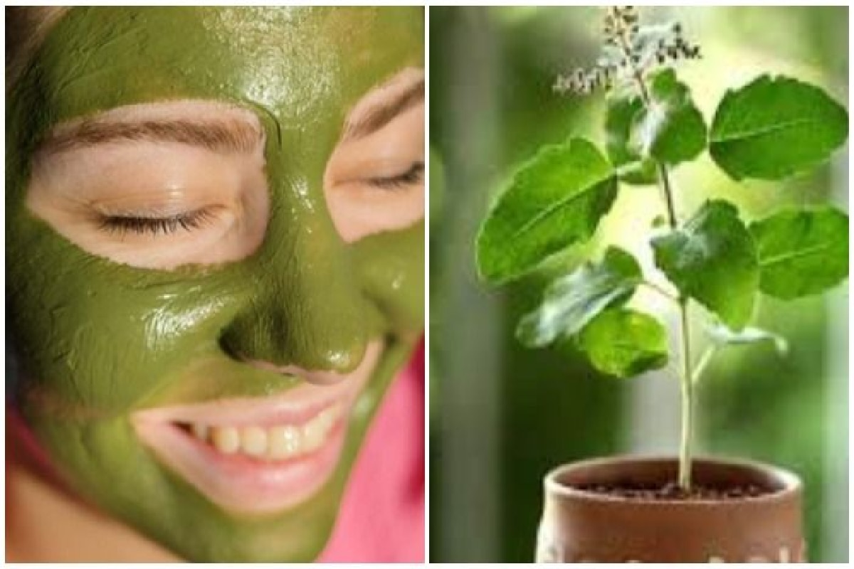 Tulsi Uses: तुलसी है त्वचा के लिए अच्छी, जानें कैसे करें इस्तेमाल