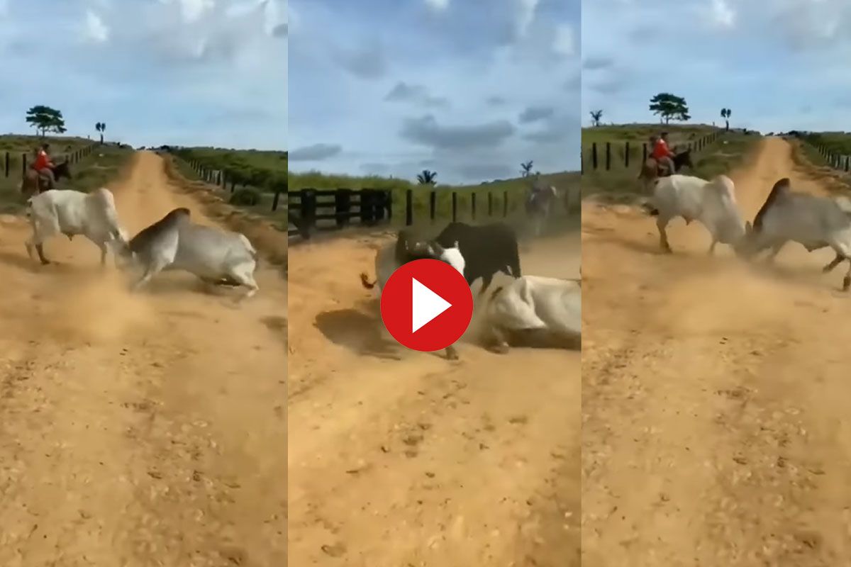 Viral Video: Bull Interrupts Intense Ox Fight, Watch What Happens Next