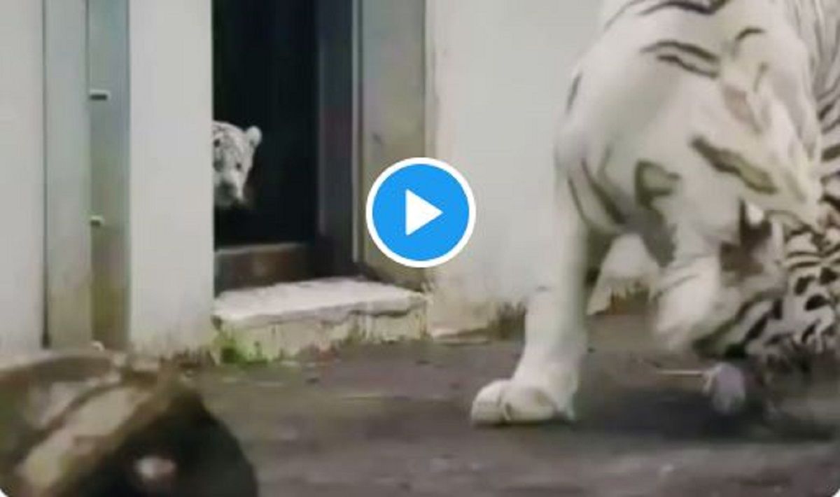 Viral Video: White Tiger Cub Scares Its Mother. Adorable Clip Has 9 ...