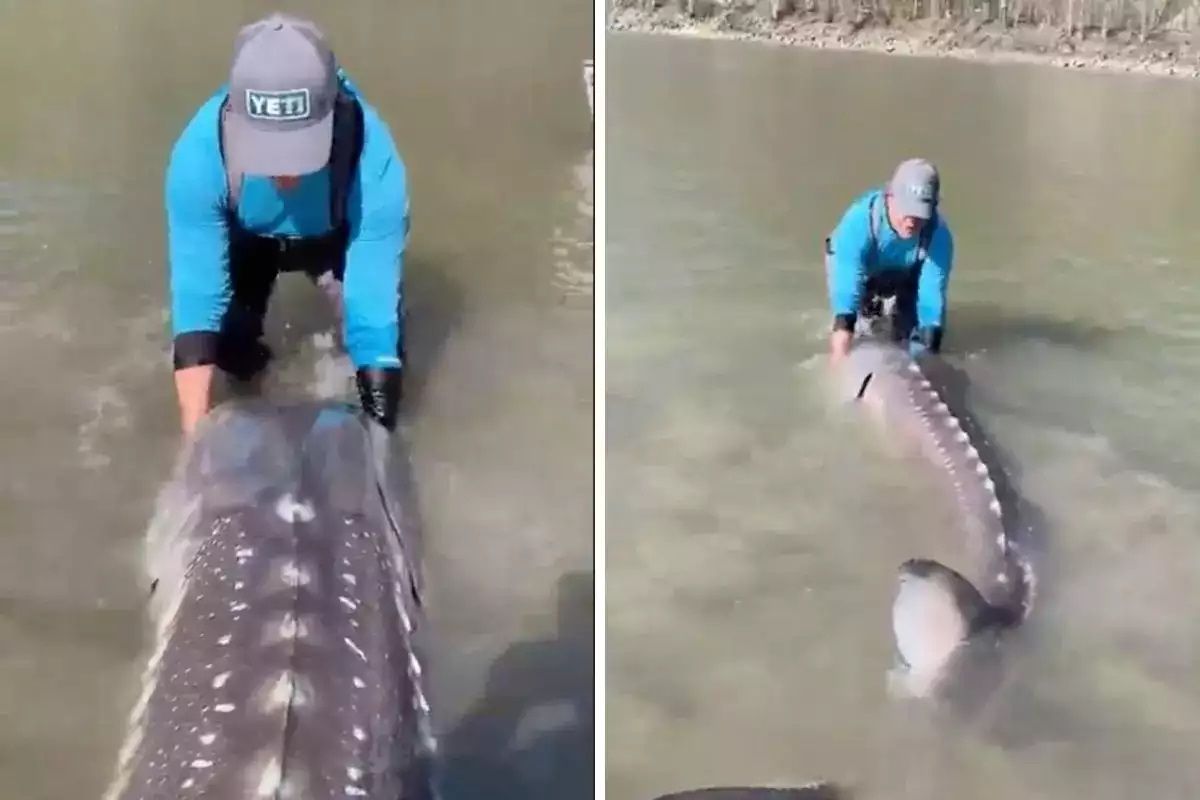 Viral Video: Fisherman Finds Over 10 Feet Long Sturgeon Known As Living ...