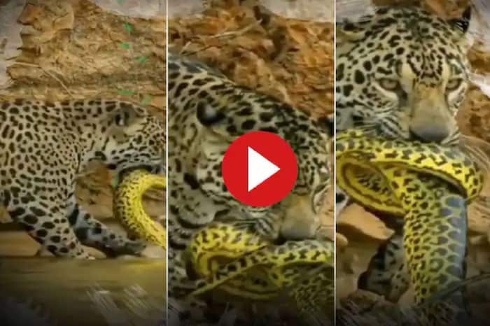 Viral Video: Jaguar Spots Python While Drinking Water, Watch What ...