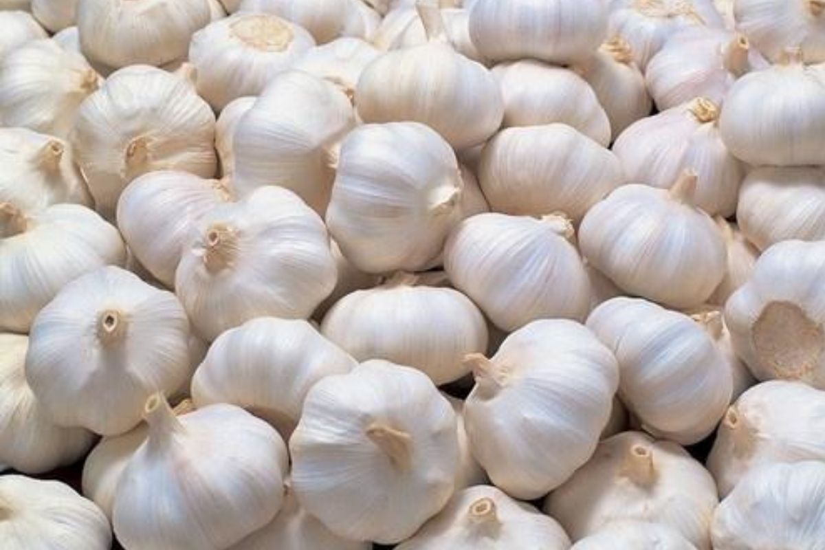 रात्री भाजलेला लसूण खाण्याचे फायदे - Bhajalela Lasun Khanyache Fayde