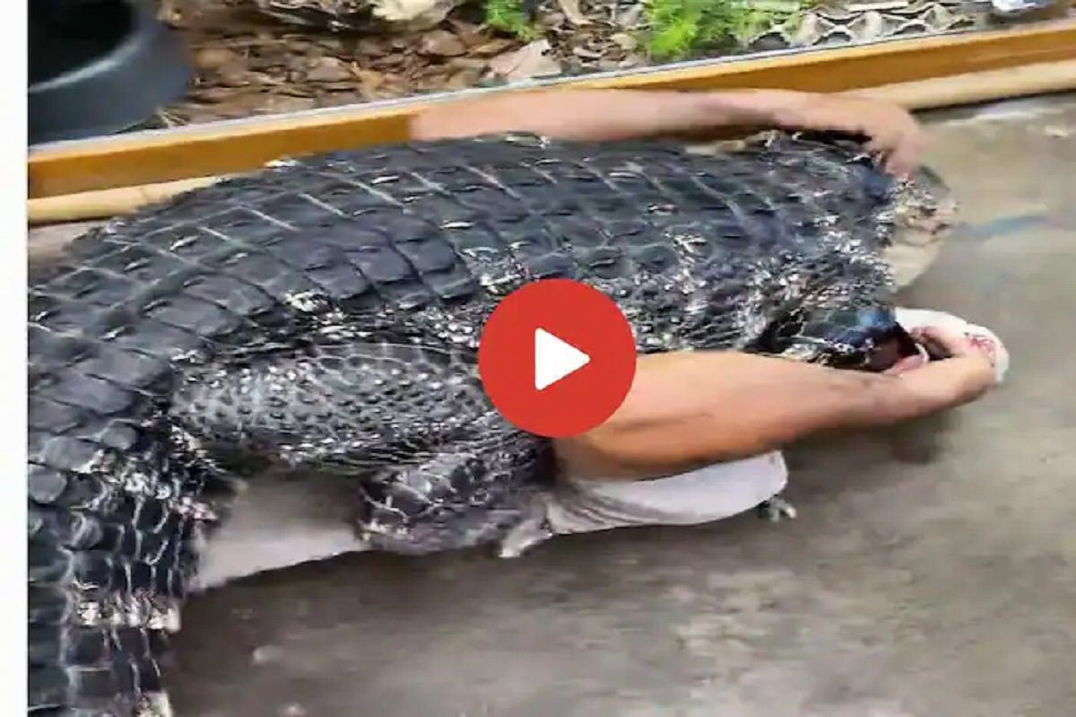 Viral Video: Huge Alligator Jumps on Man, Tries to Crush Him. Watch ...