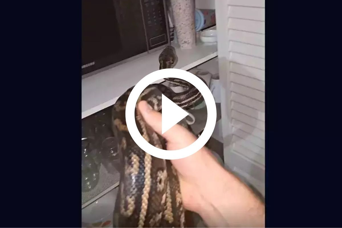 Viral Video: Woman Thinks its a Thief in Her Kitchen, Turns Out To Be a ...