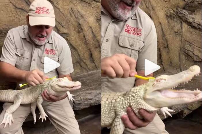 Viral Video: Baby Alligator Loves Getting Her Back Cleaned With ...
