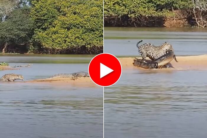 Magarmach Aur Jaguar Ki Ladai: जगुआर ने पानी में घुसकर मगरमच्छ से लिया ...