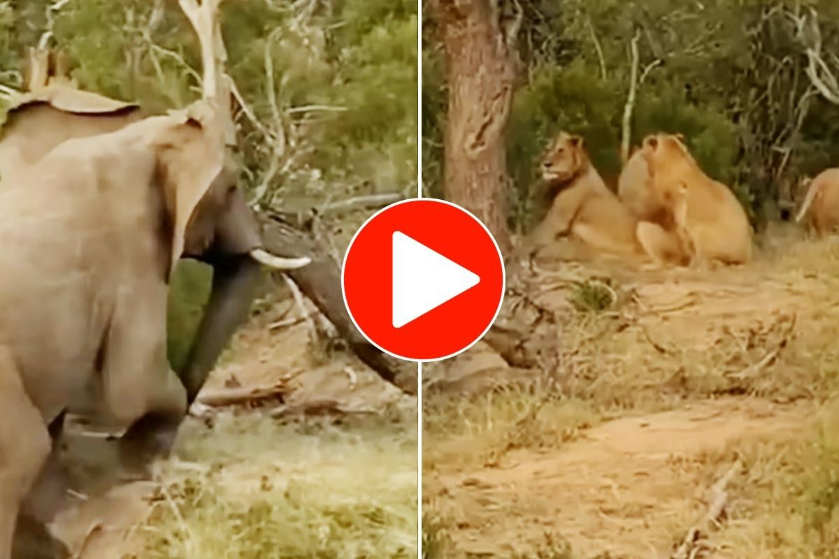 Hathi Aur Sher Ki Ladai: गुस्से में भागते हुए शेरों के झुंड के पास पहुंच गया हाथी, फिर जो नजारा ...