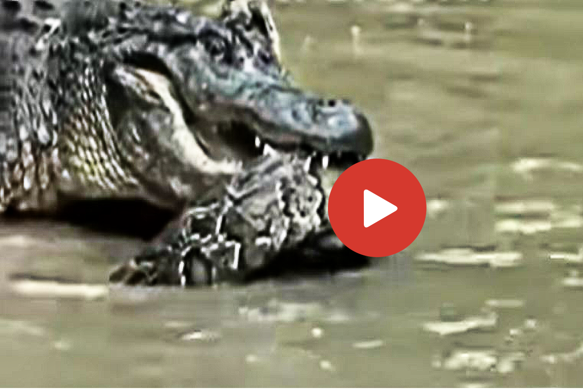 Azgar Aur Magarmach Ki Ladai: आमने-सामने आते ही अजगर और मगरमच्छ के बीच ...