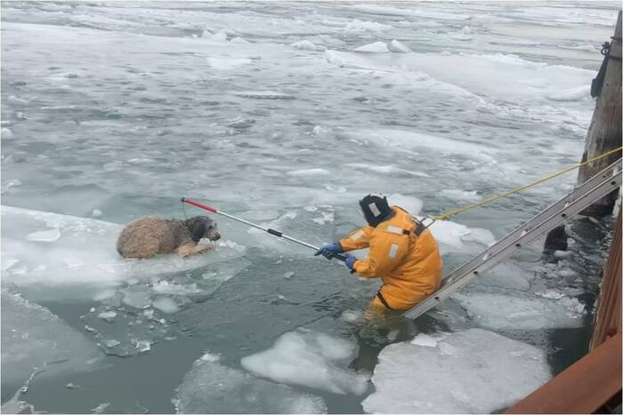 Video: Firefighters Rescue Dog Floating On Ice Chunk In Frozen River