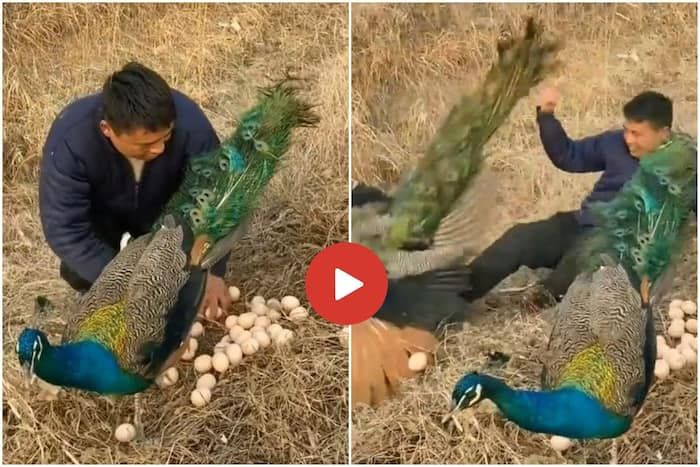 Mor Ka Video: मोरनी के अंडों को चुराने आया शख्स, फिर मोर ने जो हाल किया ...