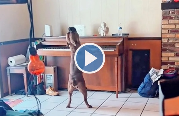 Dog Tries to Sing As It Plays Piano Like a Pro, Internet Gives Him Best ...