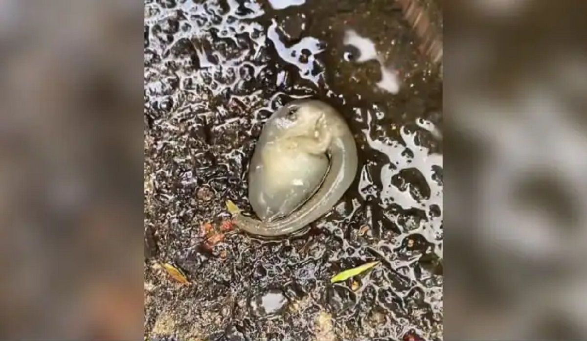 Viral Video of Mysterious Alien Creature Leaves Netizens Baffled, Here ...