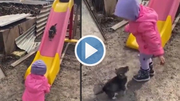 Viral Video: Puppy Plays on Slide With Little Girl, Adorably Wags Tail ...