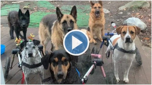 Viral Video: Dogs With Only 2 Working Legs Run Around in Forest Happily ...