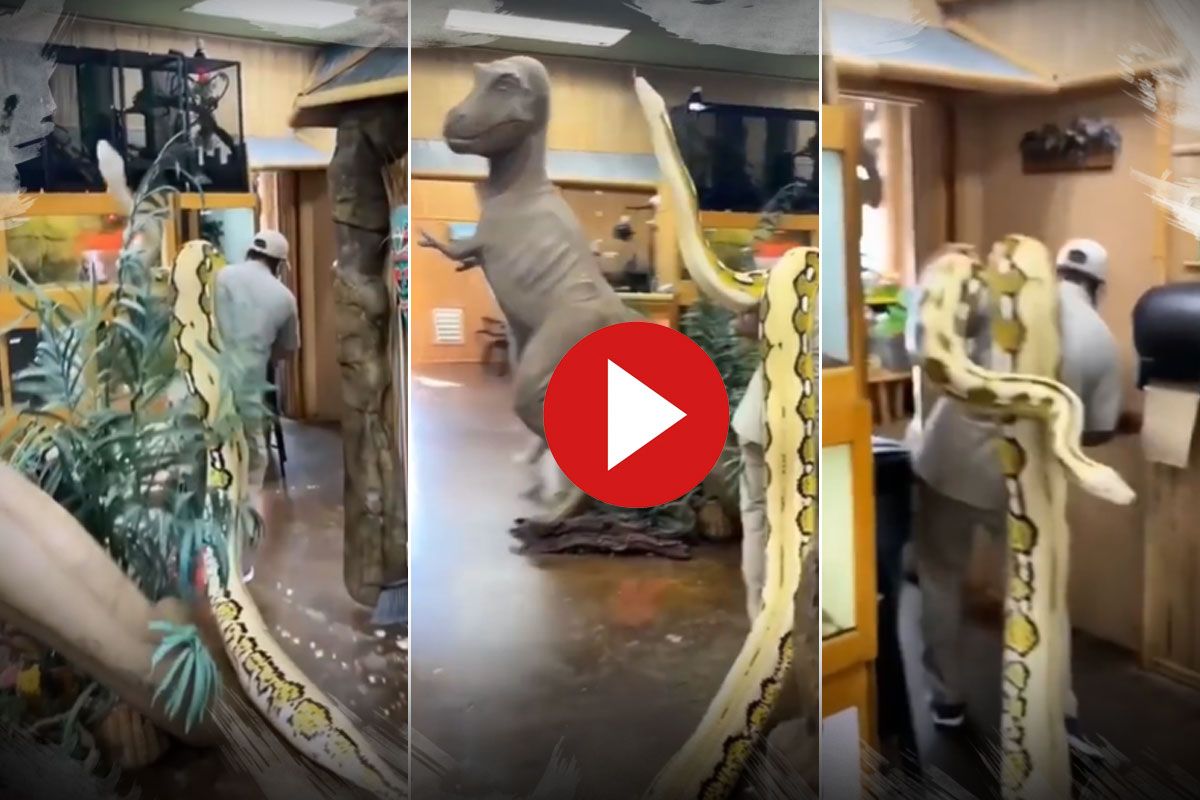 Azgar Ka Video: 25 फीट लंबे अजगर को कंधे पर लादकर चलता बना शख्स, फिर जो ...