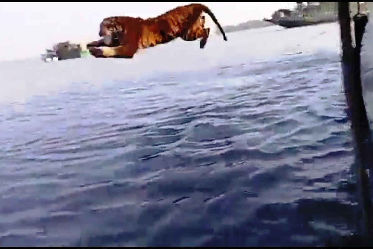 Royal Bengal Tiger Rules Net With Amazing Jumping Skills, Shows ‘Who’s ...