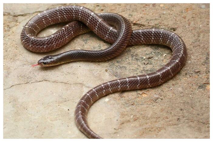 With Rising Heat, Snake Sightings Increase in Delhi-NCR