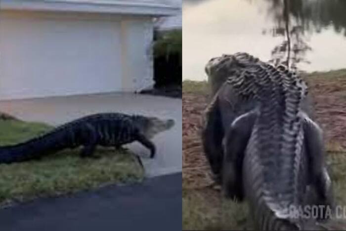 Viral Video: 10-Foot-Long Alligator Walks Near Houses in Florida, Goes ...