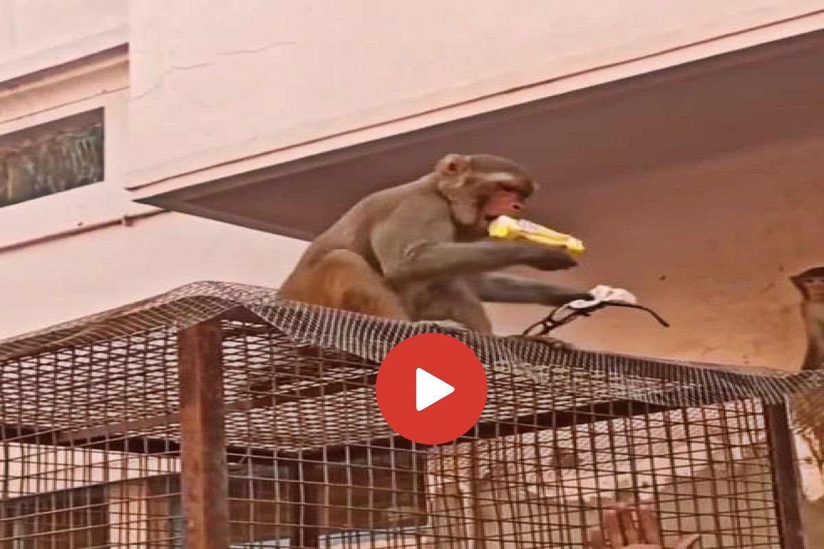 Bandar Ka Video: खाना नहीं दिया तो बंदर ने लगाया तगड़ा जुगाड़, शख्स को ...