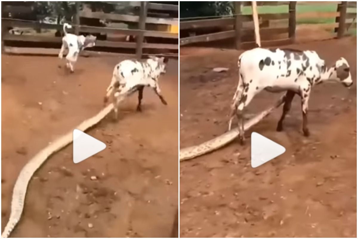 Viral Video: Massive Python Attacks Baby Cow, Latches Onto Its Leg ...