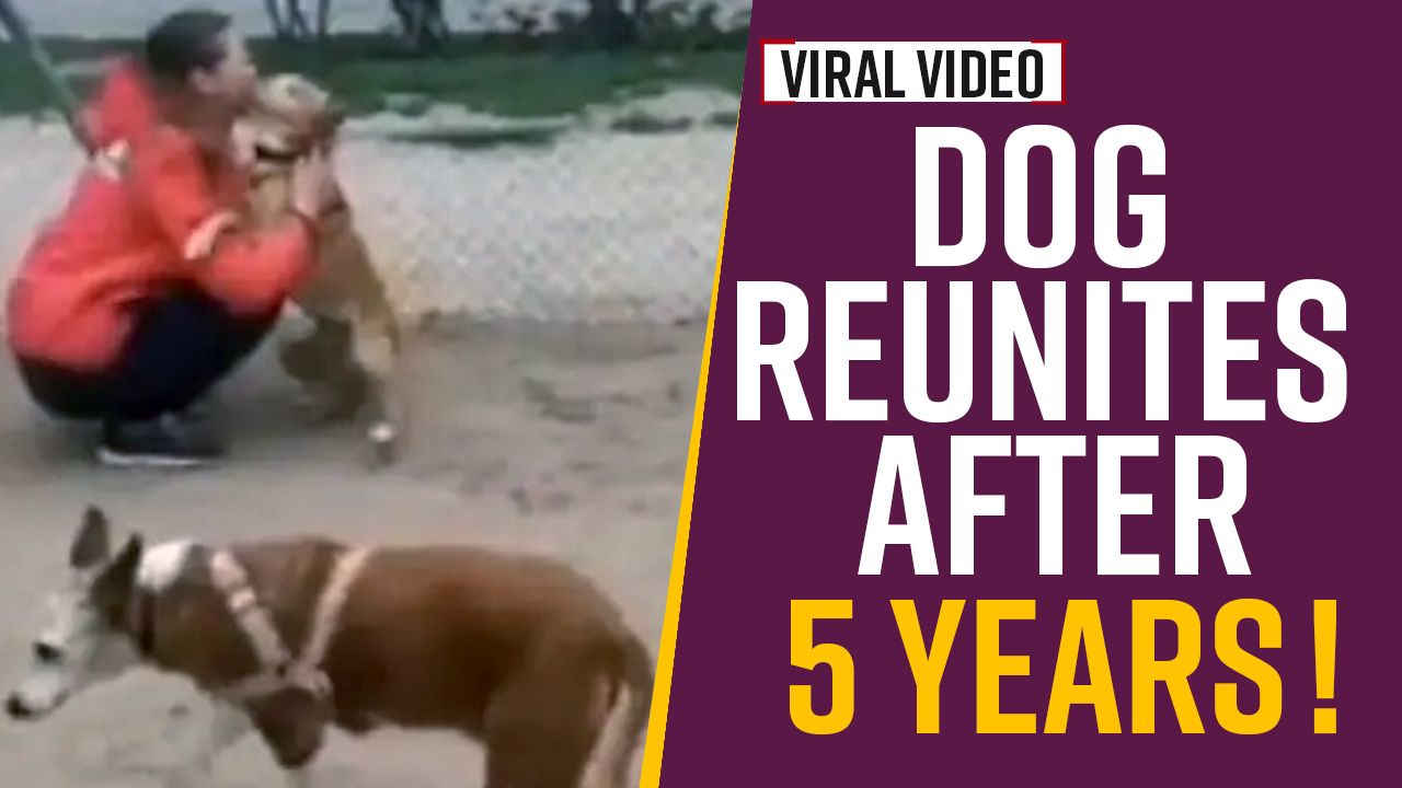 Viral Video: After 5 Year a Dog Reunites With His Owner, Watch Shocking ...