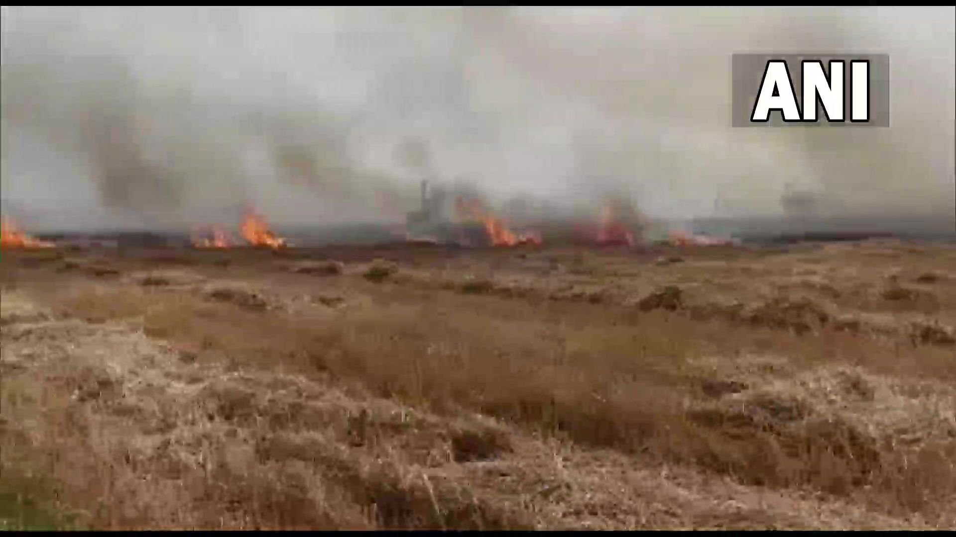 Wheat Crop Spread Over 5 Kms Gutted In Fire In Haryana