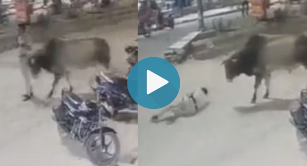 Viral Video: Delhi Cop Attacked by Bull While on Duty, Sends Him Flying ...