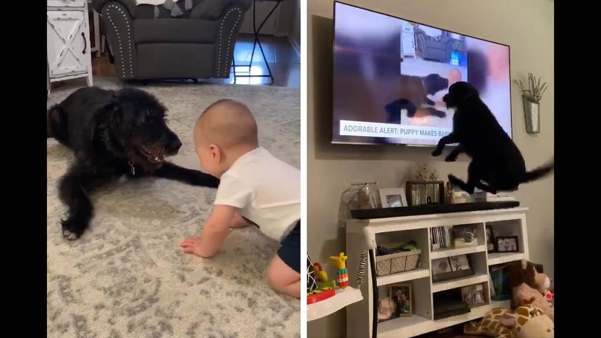 Viral Video: Happy Dog Jumps In Front Of TV As He Sees Himself on News ...