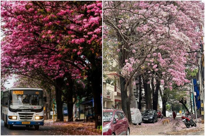 Bangalore Becomes Pink Paradise With Cherry Blossoms All Over, These ...