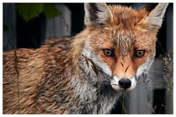 'Aggressive' Red Fox Captured After Biting US Lawmaker, Reporter
