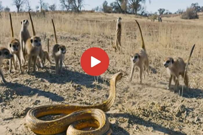 Viral Video: Meerkats Plan to Attack Cape Cobra Together, Watch What ...
