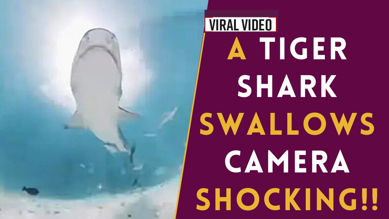 Viral Video: In This Dramatic Video a Shark is Seen Swallowing a Camera ...