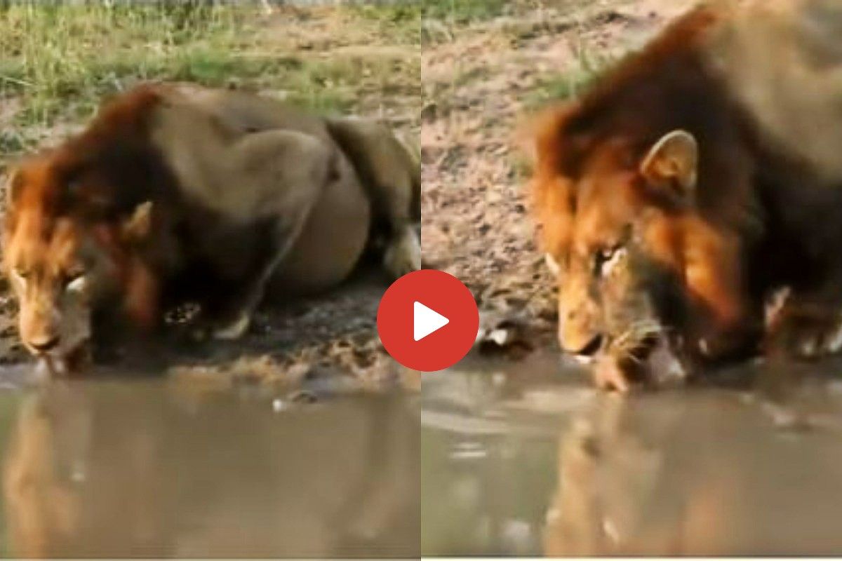 Viral Video: Turtle Annoys Lion As He Peacefully Tries to Drink Water ...