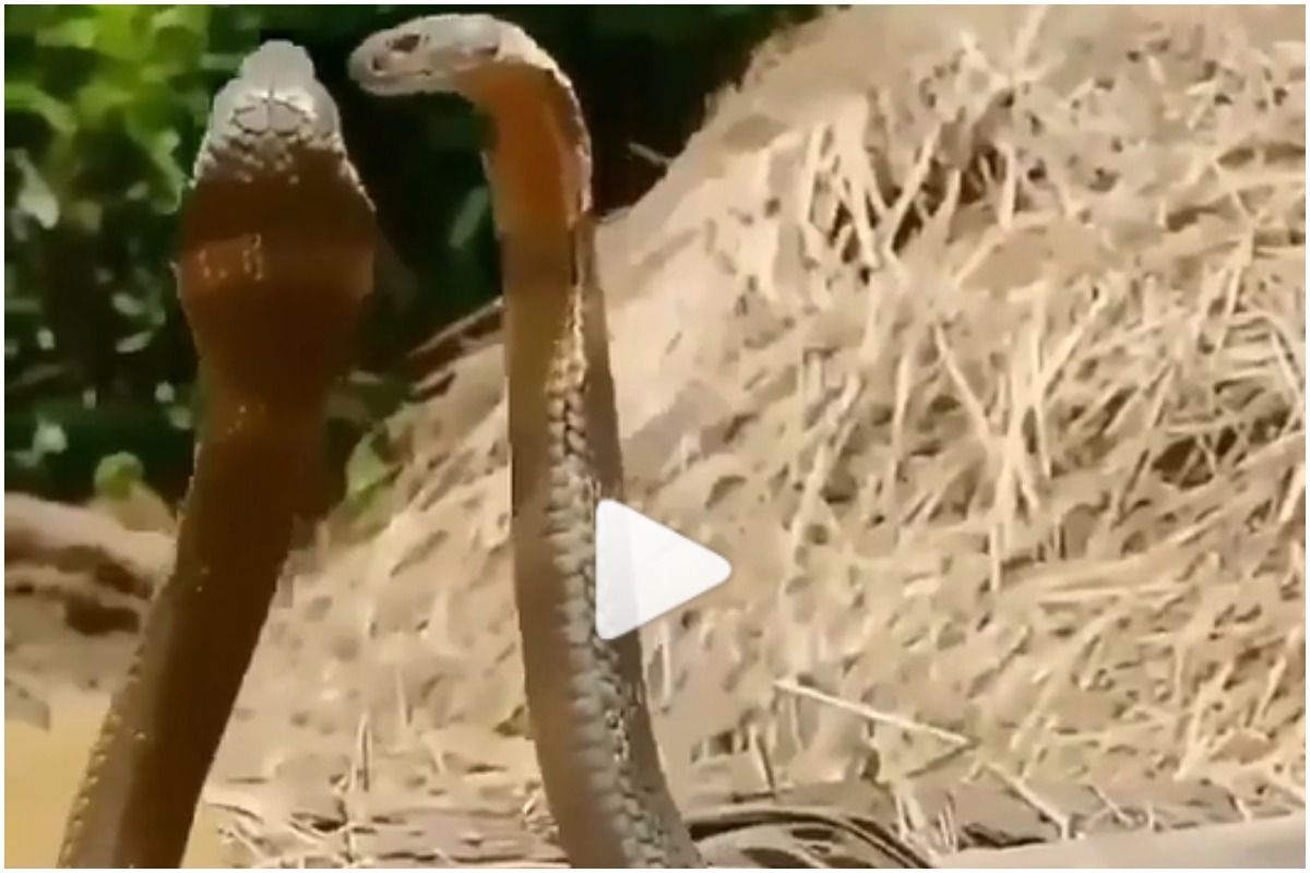 Naag Naagin Dance? Video of Two Snakes Twirling Around Each Other Goes ...