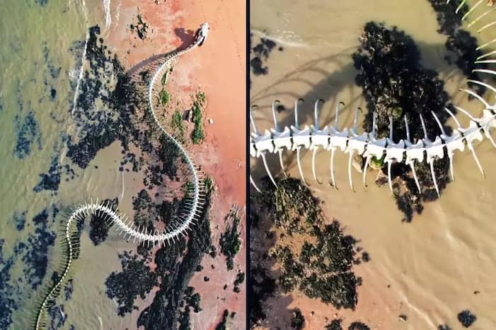 Viral Video: Giant Snake Skeleton Spotted in France on Google Maps. Is ...