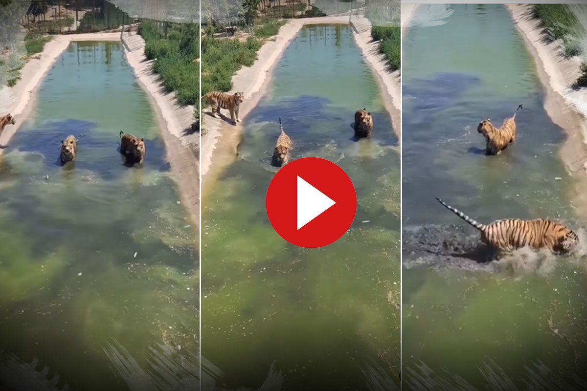 Viral Video: 3 Hungry Tigers Go After Duck in a Lake, Watch Who Gets It