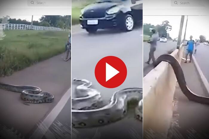 Azgar Ka Video: जंगल से निकलकर अचानक सड़क पर आ गया 12 फुट का अजगर, जिसने भी देखा हिल गया- देखें ...