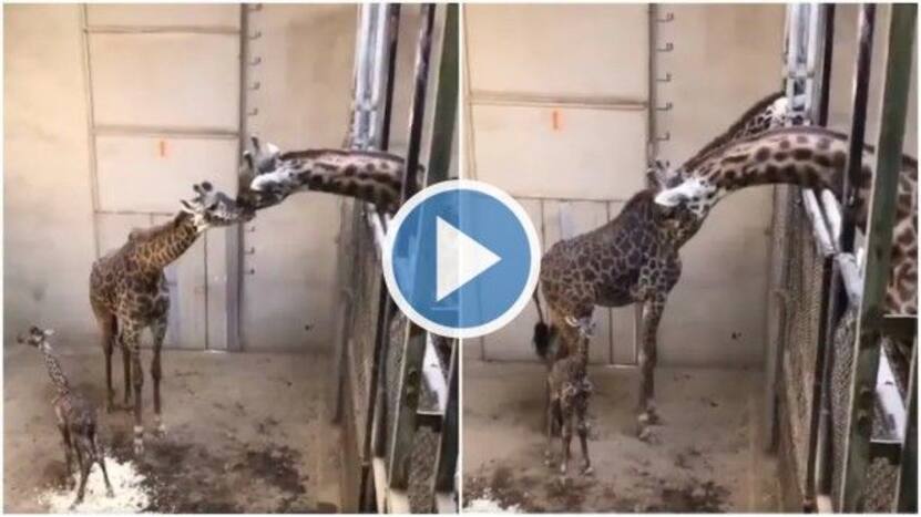 Viral Video: Giraffe Dad Meets His Newborn Son For The First Time, Clip ...