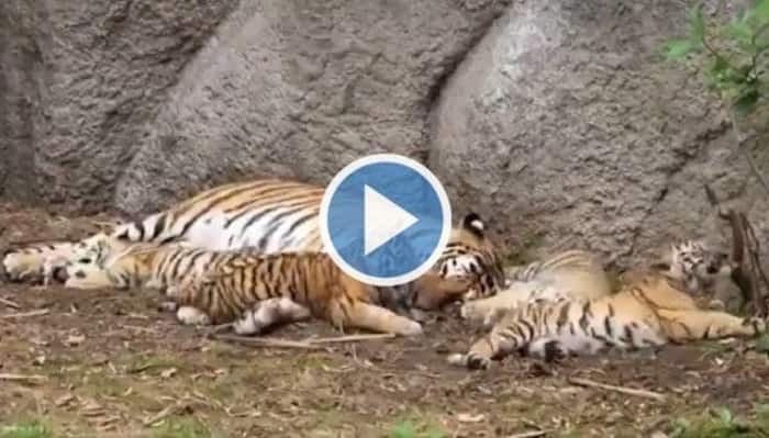 Viral Video: Mommy Tiger Cuddles With Cubs For Nap Time, Clip is Just ...