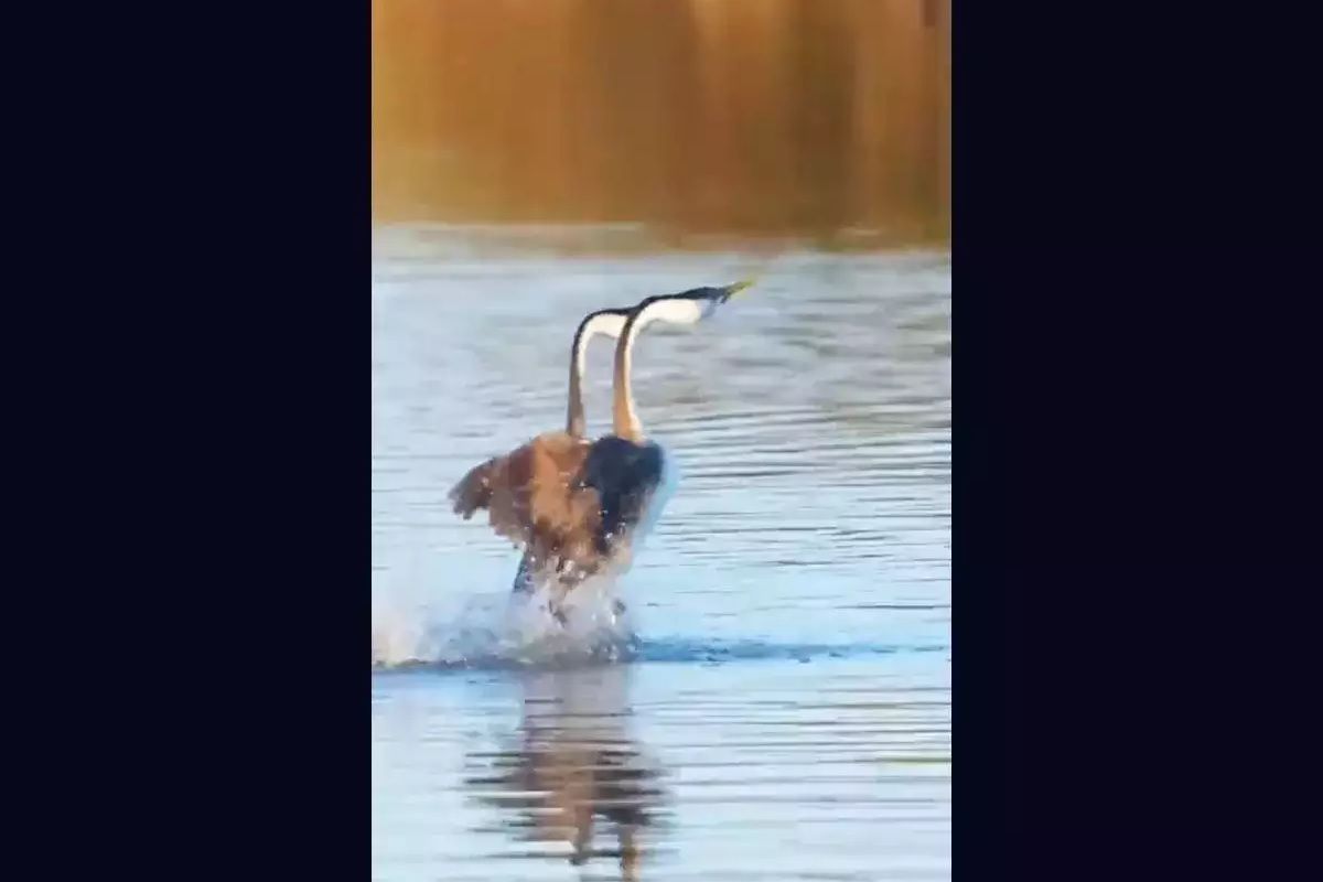 Viral Video: Pair of Diving Birds Walk On Water Gracefully. Watch
