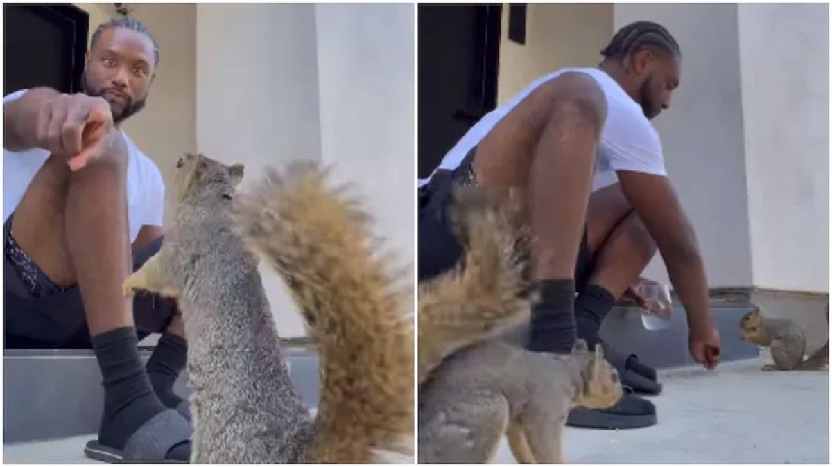 Viral Video: Man Feeds 2 Squirrels, Talks to Them Like a Dad. Clip is ...