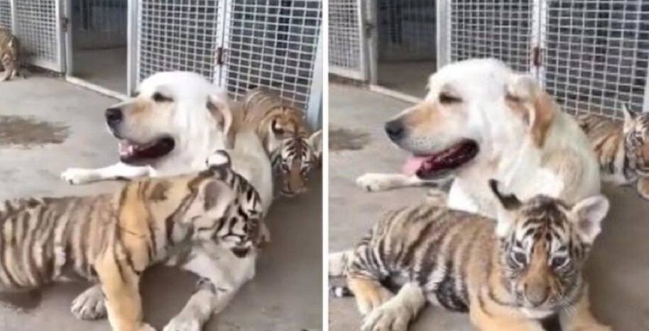 Viral Video: Dog Raises 3 Tiger Cubs Abandoned By Their Mother ...