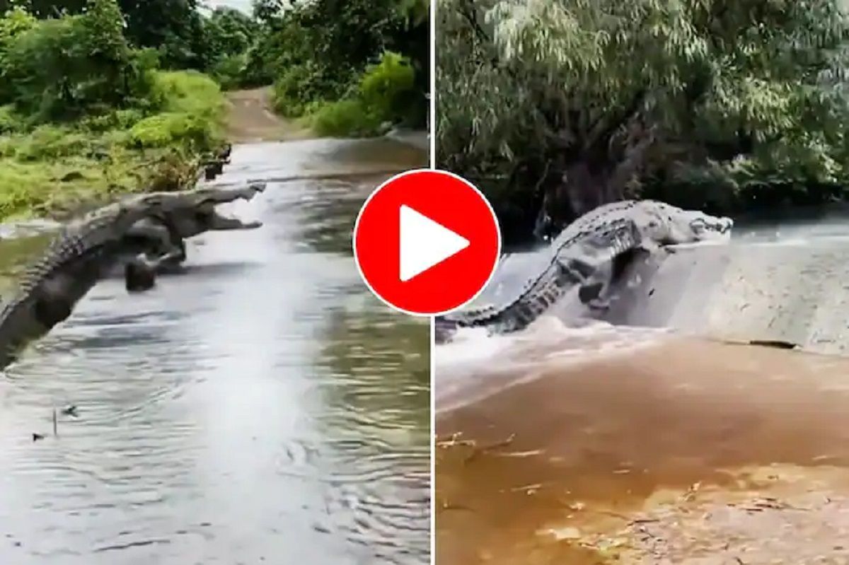 Viral Video: Alligator Comes Out Of Water To Hunt Then Disappears in ...