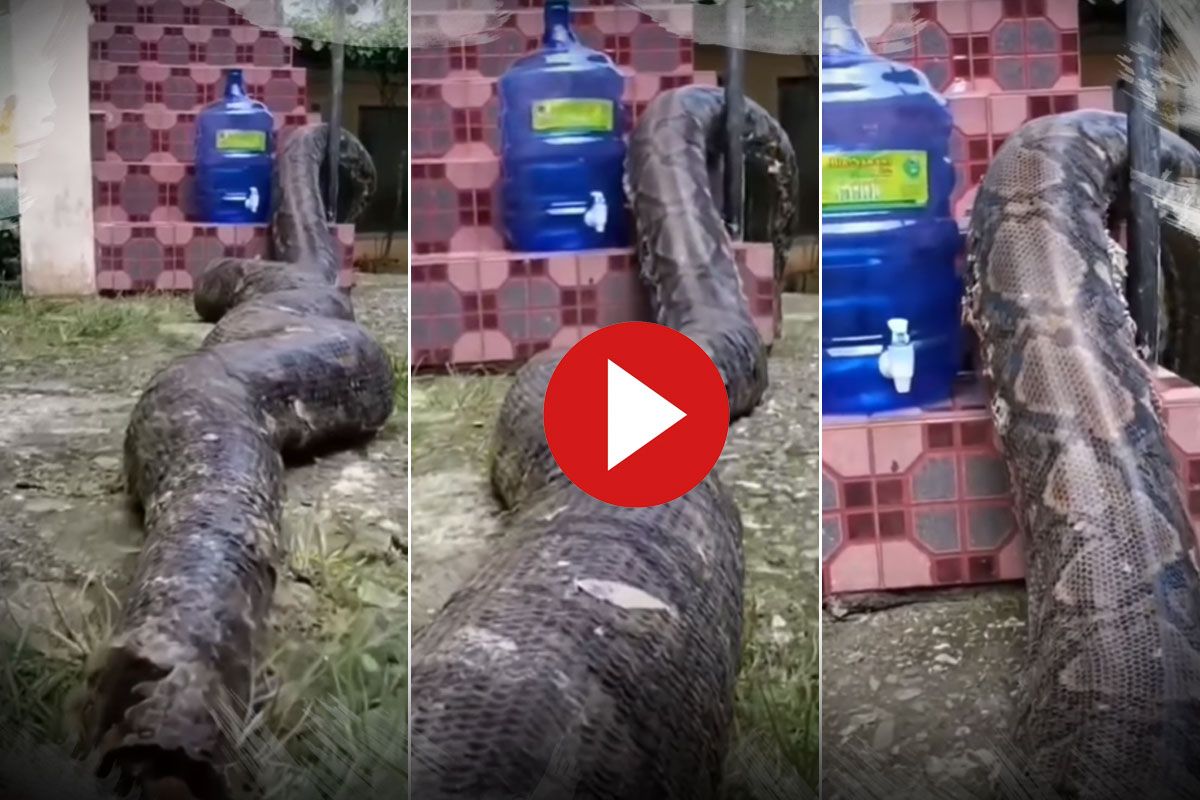 Azgar Ka Video: अचानक घर में घुस गया 25 फीट लंबा अजगर, फिर जो दिखा होश ...