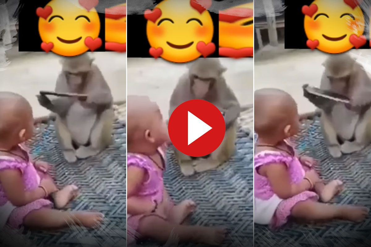 Bandar Ka Video: बच्ची से मोबाइल छीना और खुद का चेहरा देखने लगा बंदर ...