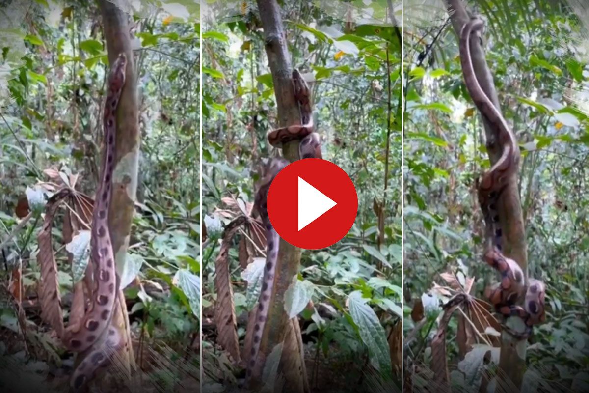 Azgar Ka Video: अचानक सीधे पेड़ पर चढ़ने लगा अजगर, हिलाकर रख देगा इसका ...