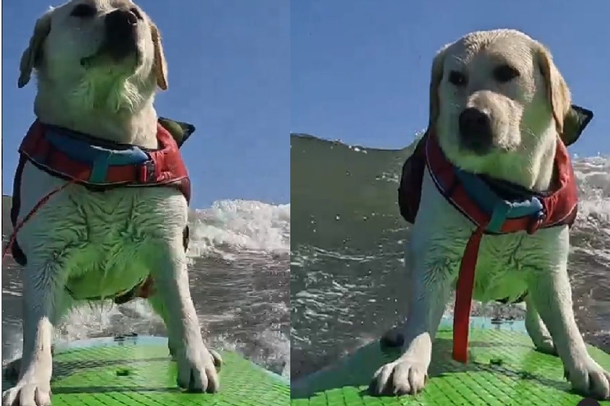 Viral Video: Pet Dog Surfs Ocean Alone On Paddleboard Like A Pro | Watch