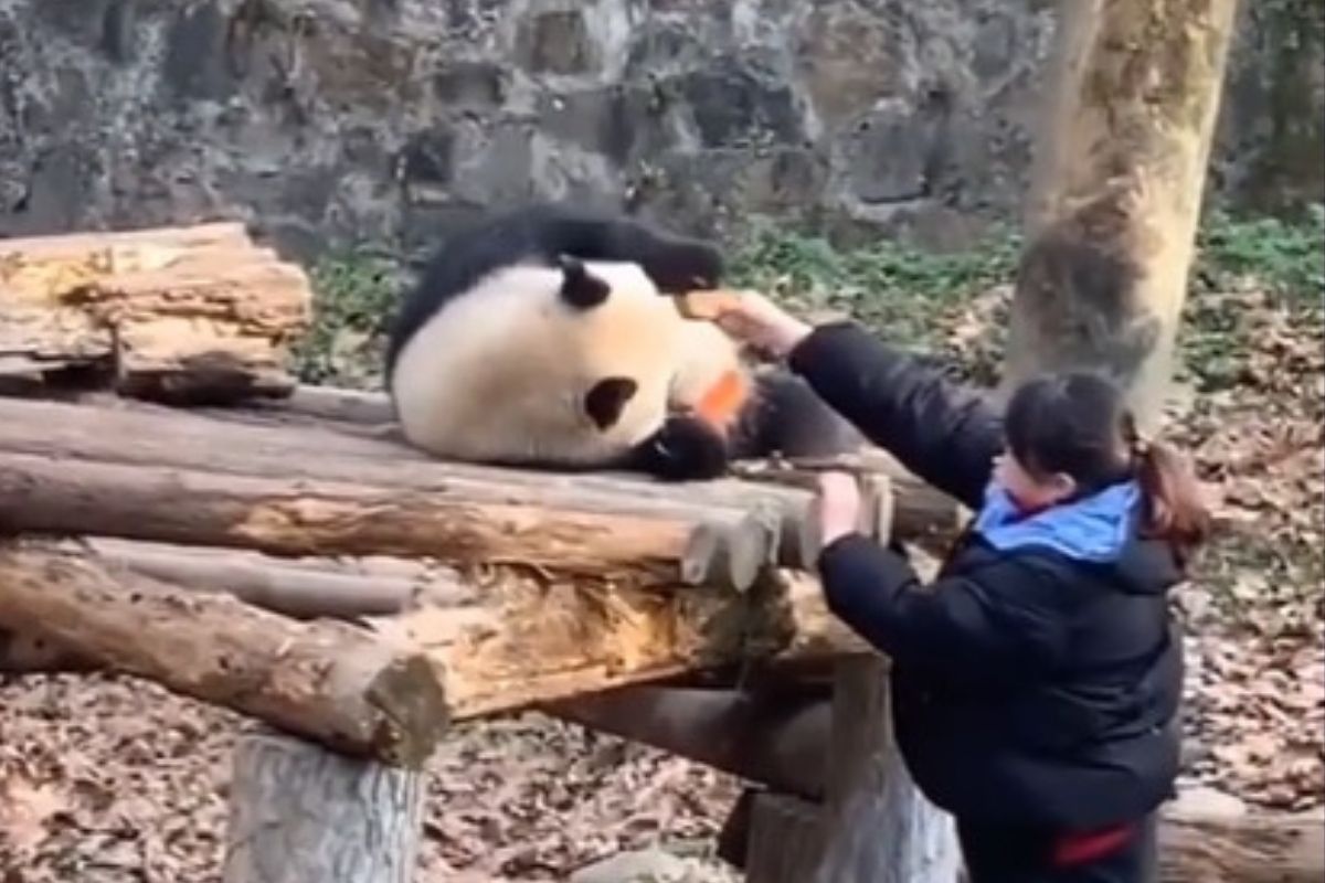 Viral Video: Panda Wakes Up Instantly As Zookeeper Brings Him Snacks ...