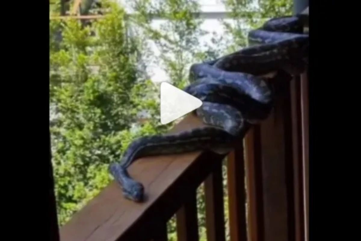 Viral Video Six Pythons Found In Australia Home During Mating Season Watch